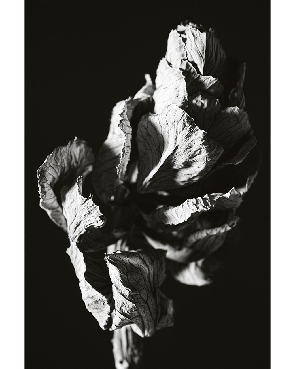 Sumaiya Rizwan: Photography Gallery - Artsfest