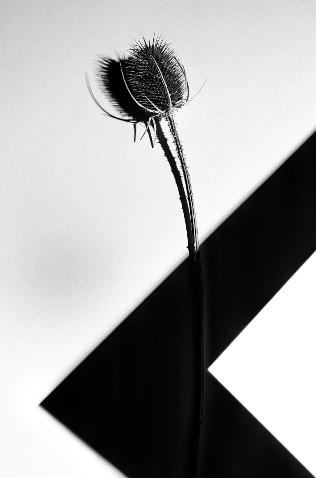 Sumaiya Rizwan: Photography Gallery - Artsfest